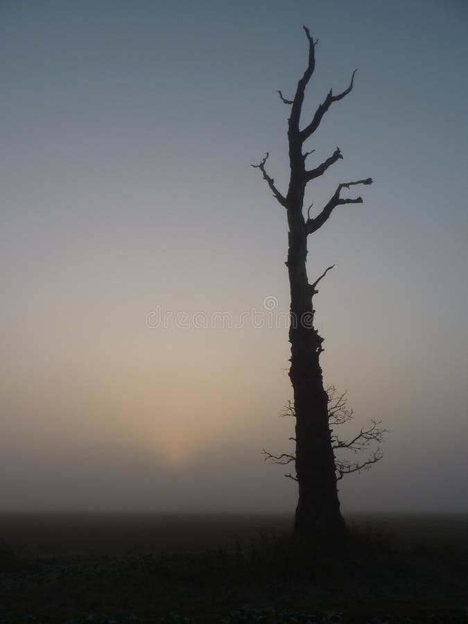 Dead Tree at Dawn stock photo. Image of lonely, mist - 21628282