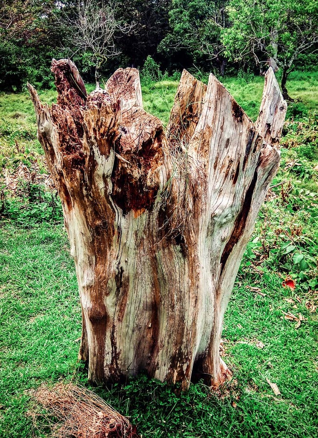 Dead tree stock photo. Image of green, dead, tree, grass - 126964340