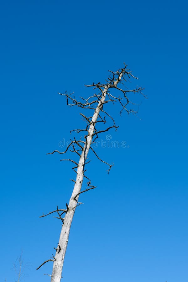 Dead Tree, Dead Conifer Tree Against Blue Cloudless Sky Stock Image ...