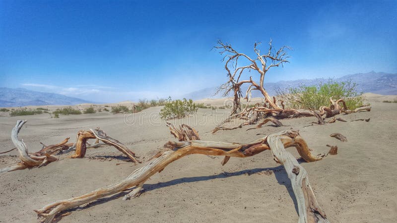 Dead tree stock image. Image of harsh, sand, tree, drought - 71310147