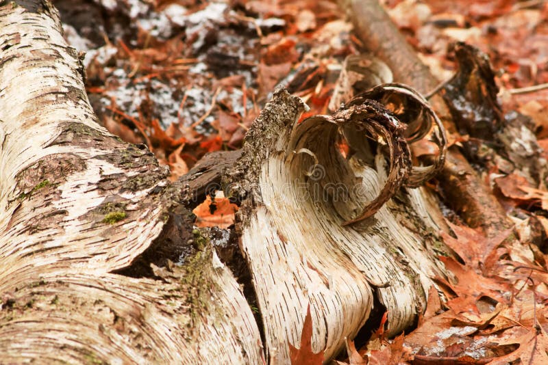 Curling Bark on Fallen Decomposing Tree in Forest Stock Image - Image ...