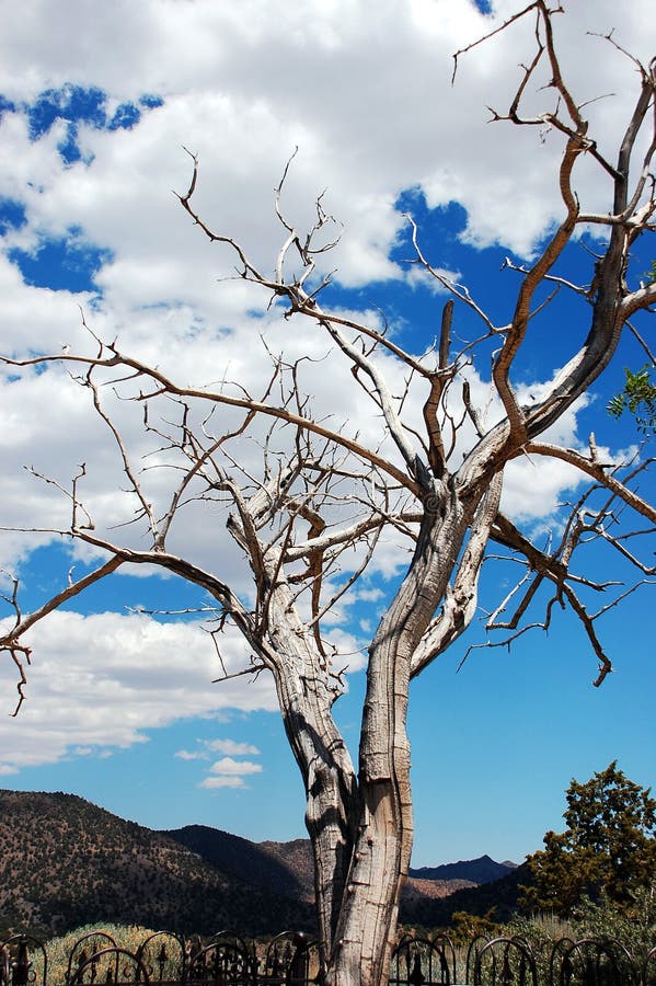Dead tree in desert stock image. Image of desert, landscape - 10009691