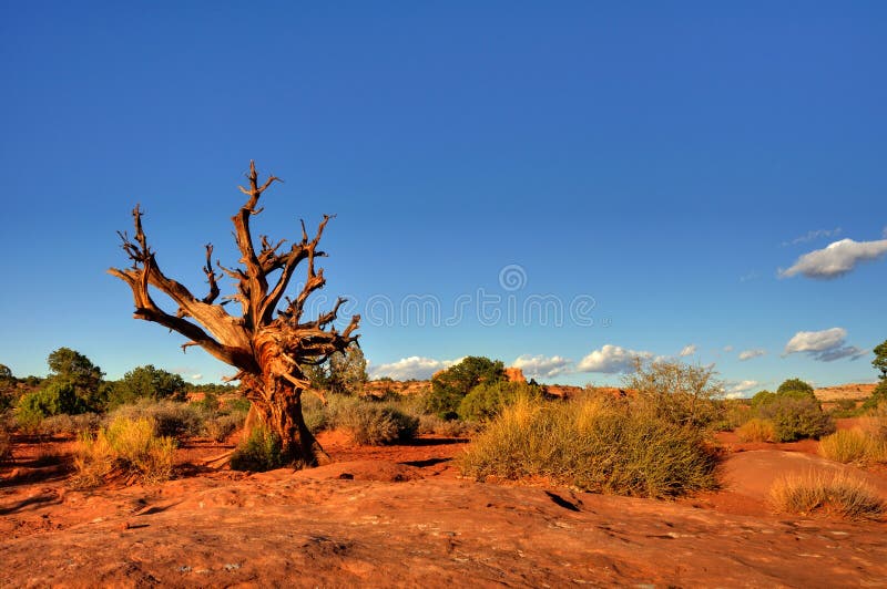 Dead tree on desert stock photo. Image of park, time - 11409670