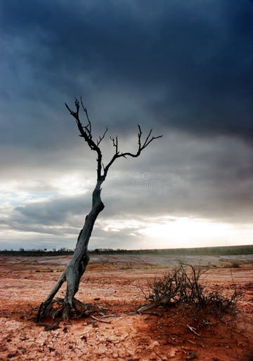 Dead Tree Desert stock image. Image of storm, fear, scenic - 17113213