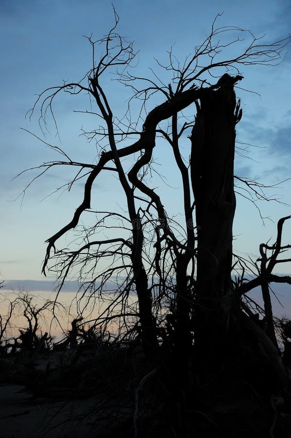 Dead tree in desert stock image. Image of populus, fine - 21376123