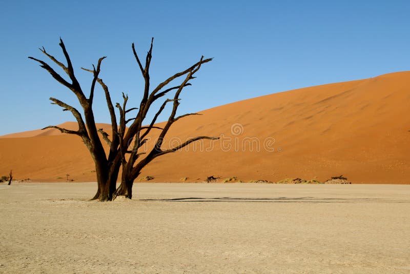 Dead tree in desert stock image. Image of dried, skies - 24231725