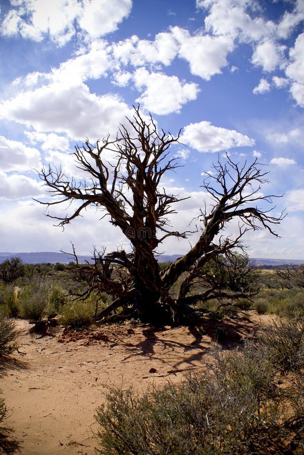 Dead tree in desert stock photo. Image of arid, desert - 3334608