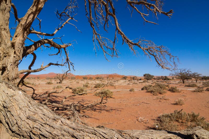 Dead tree in the desert stock photo. Image of desert - 37710834
