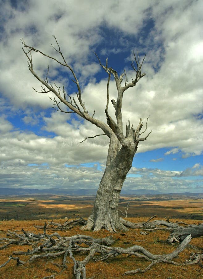 Dead desert tree stock image. Image of evening, gnarled - 3722757