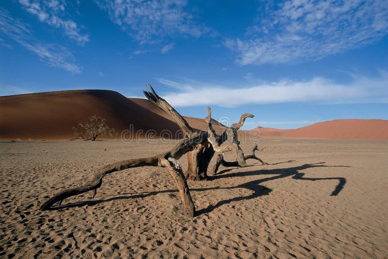 Dead tree in desert stock image. Image of desert, outdoors - 7409797