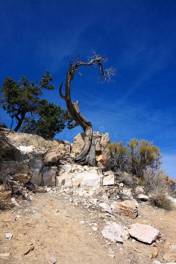Dead Tree In A Desert Picture. Image: 9694982