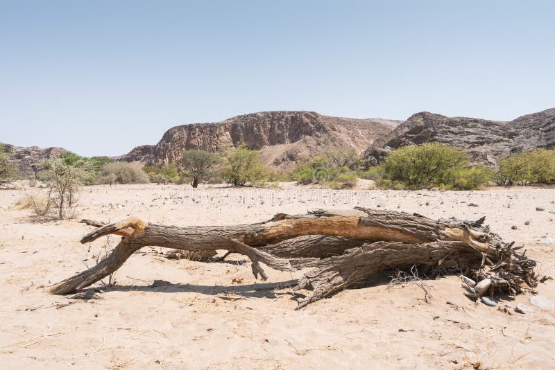 Dead tree in desert stock photo. Image of africa, tree - 193972796