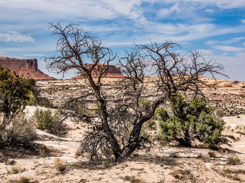 Dead tree in the desert stock image. Image of nature - 131724359
