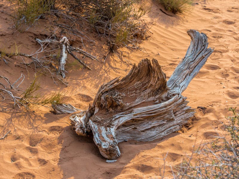 Dead tree in the desert stock image. Image of sand, arid - 131724539