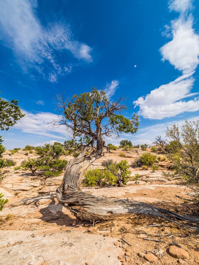 Dead tree in the desert stock image. Image of desert - 131724911