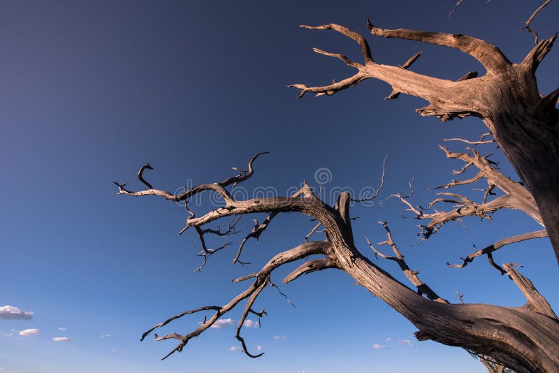 Dead Tree in the Desert. Concept Image of Global Warming Stock Image ...