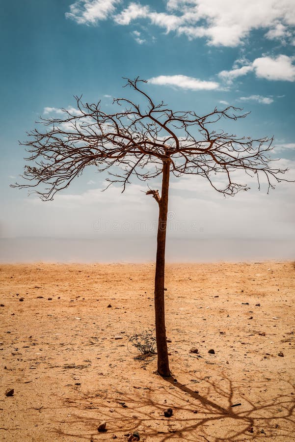 Dead tree in desert stock photo. Image of arid, environment - 192876098