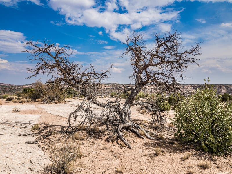 Dead tree in the desert stock image. Image of climate - 131724763