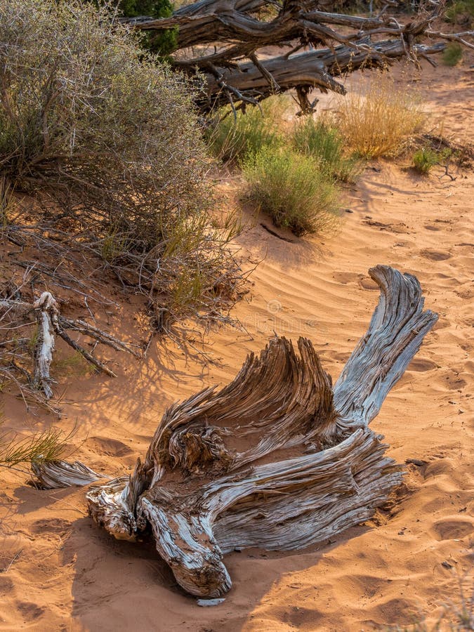 Dead tree in the desert stock image. Image of desert - 131724765