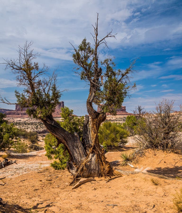 Dead tree in the desert stock photo. Image of summer - 131724844