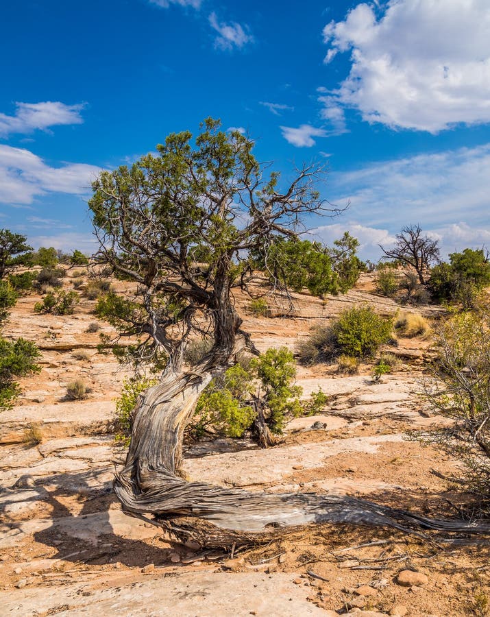 Dead tree in the desert stock photo. Image of plant - 131724910