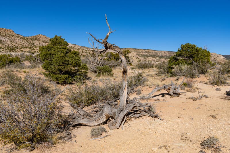 312 Juniper New Mexico Stock Photos - Free & Royalty-Free Stock Photos ...