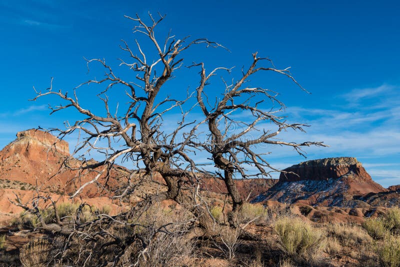 Dead Tree in a Desert Landscape of Red Rock Mesas Under a Blue Sky ...
