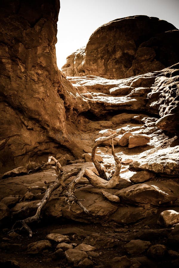 Dead Tree in Desert Landscape Stock Photo - Image of path, rock: 79012052