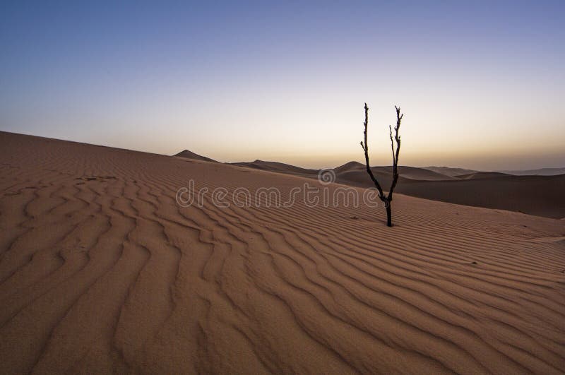 Dead tree in a desert stock photo. Image of nature, distant - 78164338