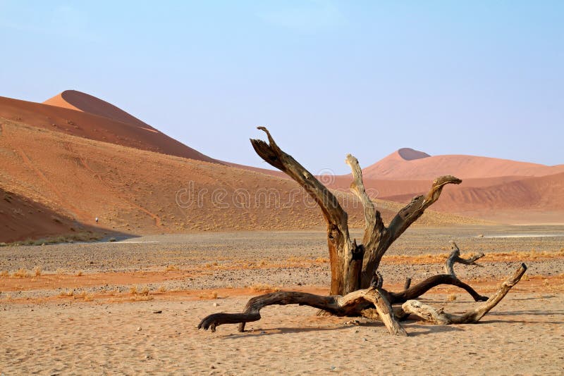 Parched tree in the desert stock image. Image of dryland - 3758483