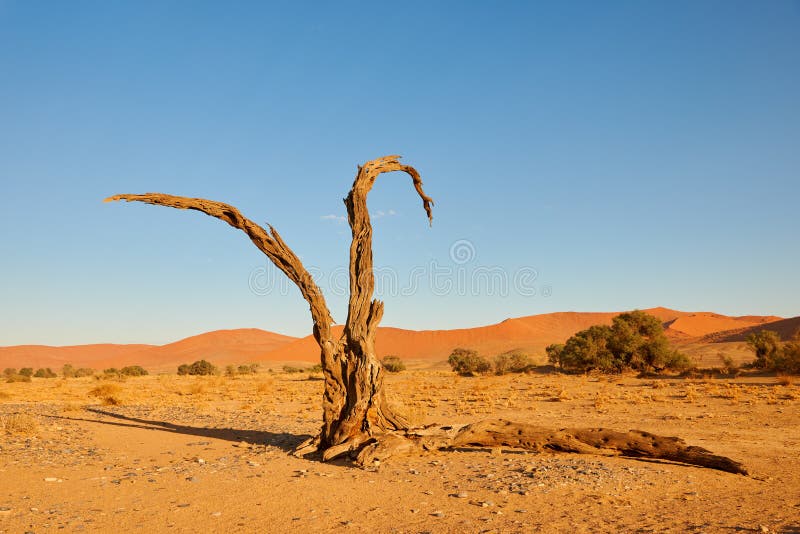 Dead tree in the desert stock image. Image of drought - 179712371