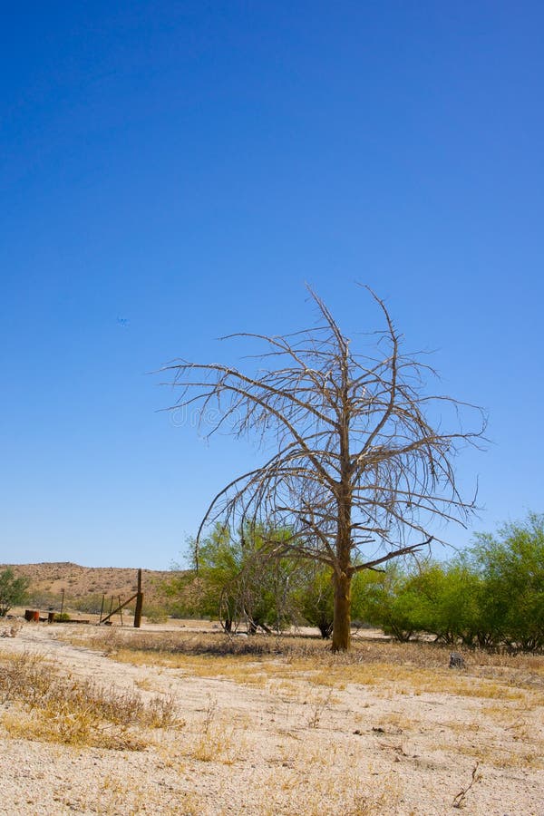 Dead Tree in the Desert stock photo. Image of state, valley - 41284690