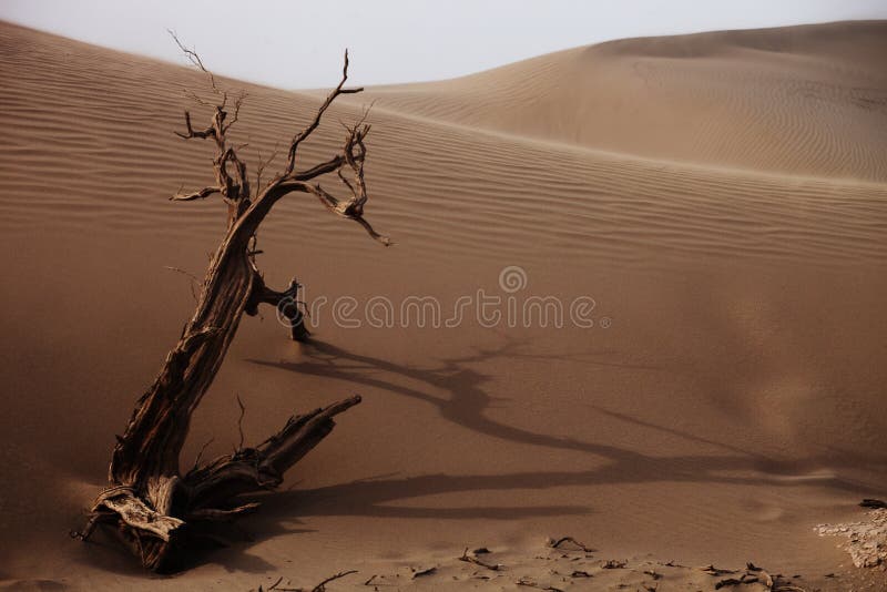 Dead Tree in a Desert in Xinjiang, China Stock Image - Image of ...