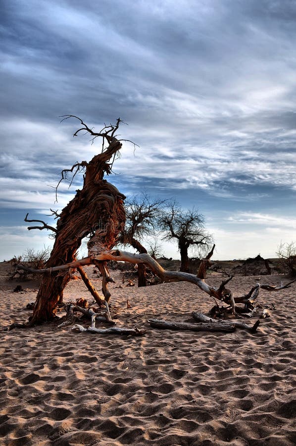 Dead tree stock image. Image of plant, lonely, decline - 37192791