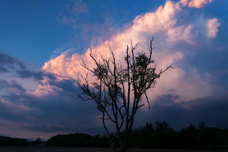 Dead Tree with Dramatic Sunset Sky and Clouds. Stock Photo - Image of ...