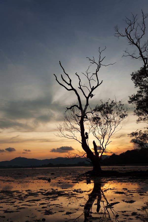 Dead Tree with Dramatic Sunset Sky and Clouds Over Mountain,tropical ...