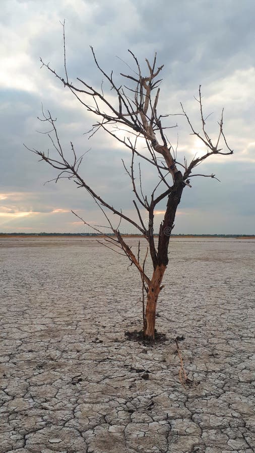 Dead tree on dried earth stock image. Image of soil - 135236571