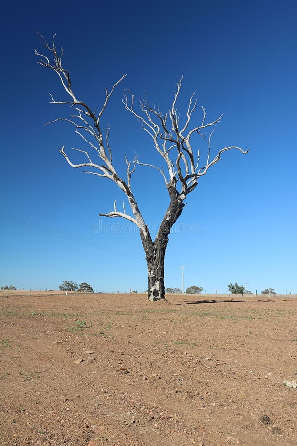 Dead Tree during Drought in Australia Stock Image - Image of ...