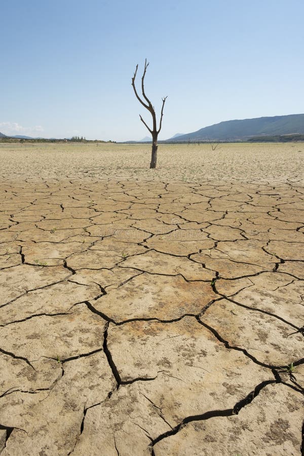 Dead Tree and Drought in the Cracked Earth, Climate Change Concept ...