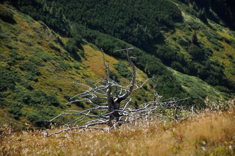 Dead tree from drought stock image. Image of mountains - 59252667