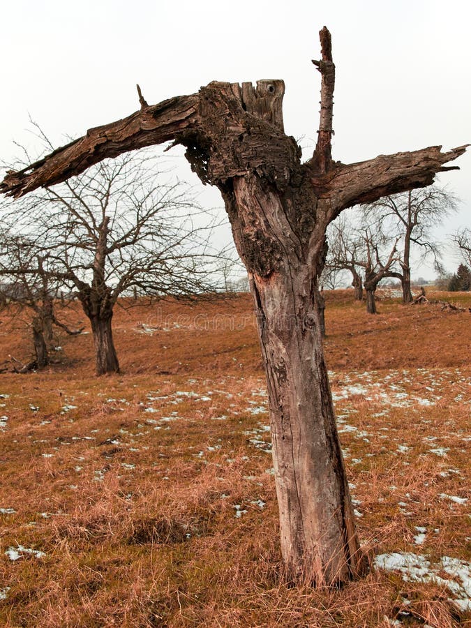 Dead tree on dry field stock photo. Image of ground - 119591404