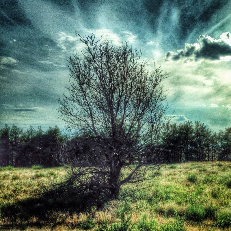 Dead Tree Art II editorial image. Image of moving, fall - 45398085