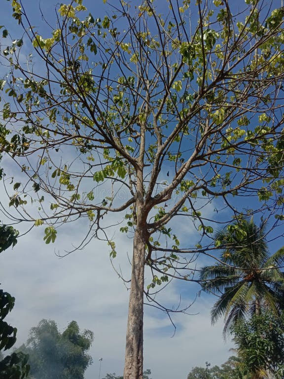 Dead Tree,a Tree that is almost Dead Due To Drought, Stock Image ...