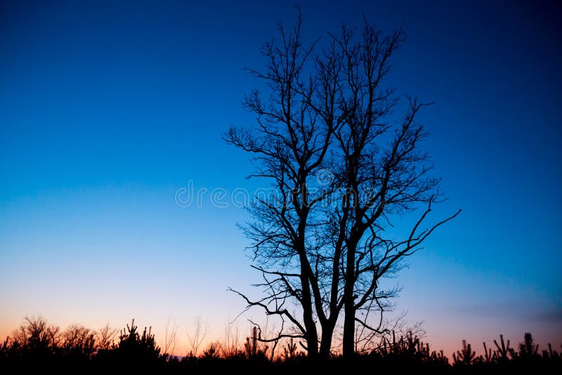 Dead tree in dusk stock photo. Image of dramatic, branch - 66396288