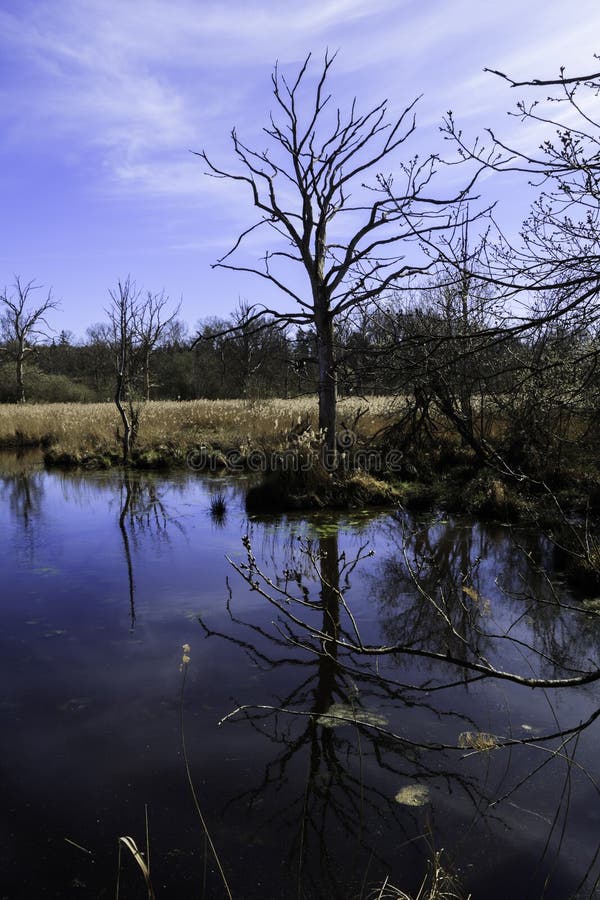 Dead Tree at the Edge of a Pond Stock Photo - Image of summer, black ...