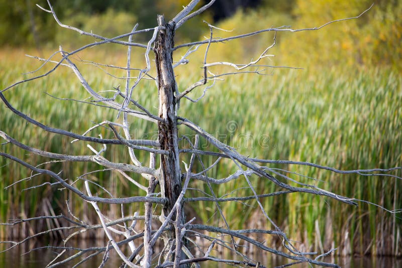 Dead Tree Emerging from the LÃ©on-Provancher Marsh during an Early Fall ...