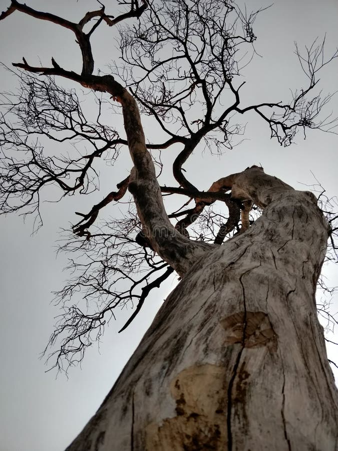 Dead Tree Empty Branches Loneliness Stock Photo - Image of dead, tree ...