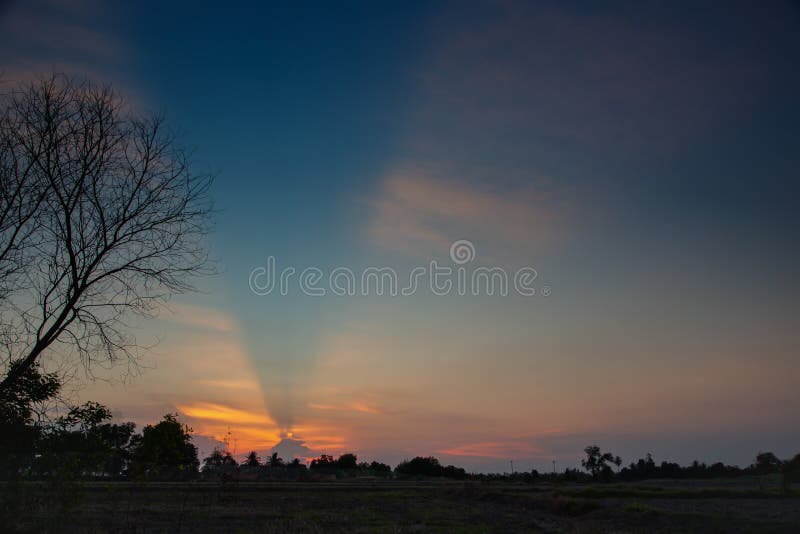 Dead Tree. stock image. Image of silhouette, outdoors - 52503725