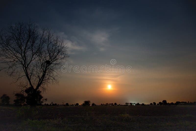 Dead Tree. stock photo. Image of desert, orange, scenery - 52503744