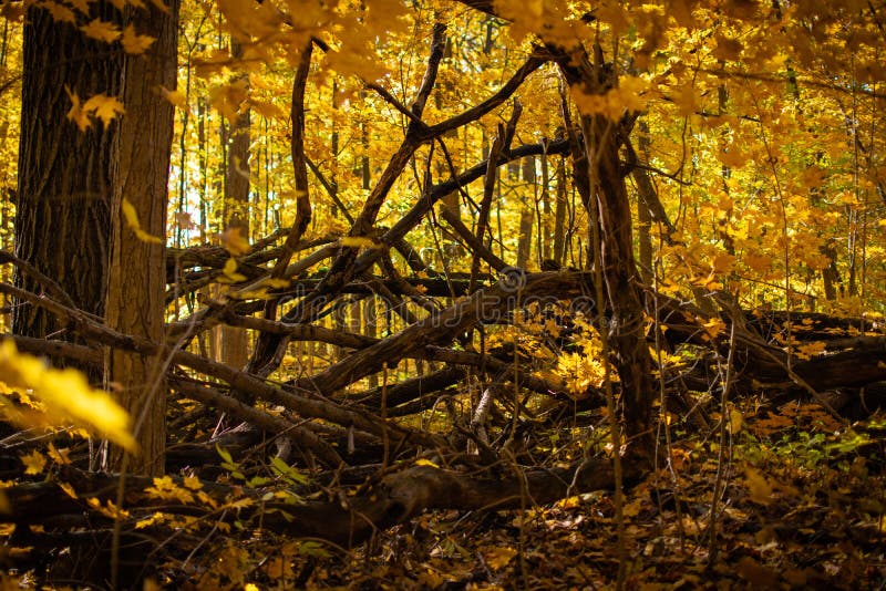 Dead tree in forest stock image. Image of rural, woods - 7219571